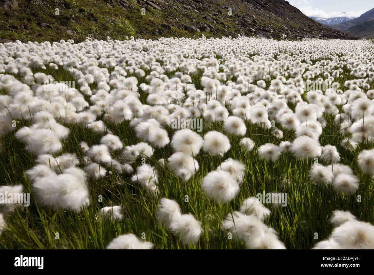 cotton-grass (Eriophorum spec.), fruiting in Fagridalur, East Iceland ...