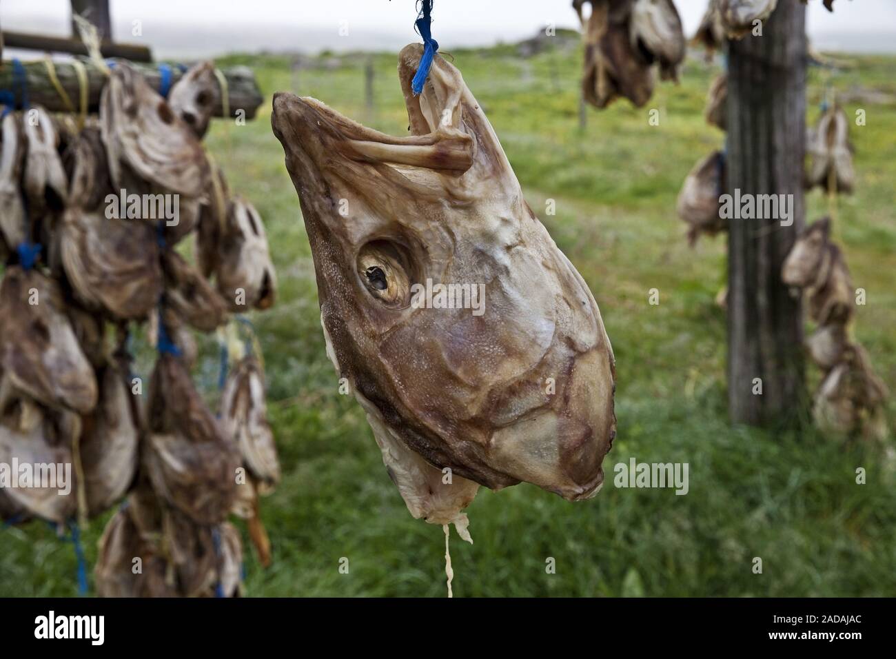 cod, Atlantic cad, codling (Gadus morhua), on a rack for drying ...