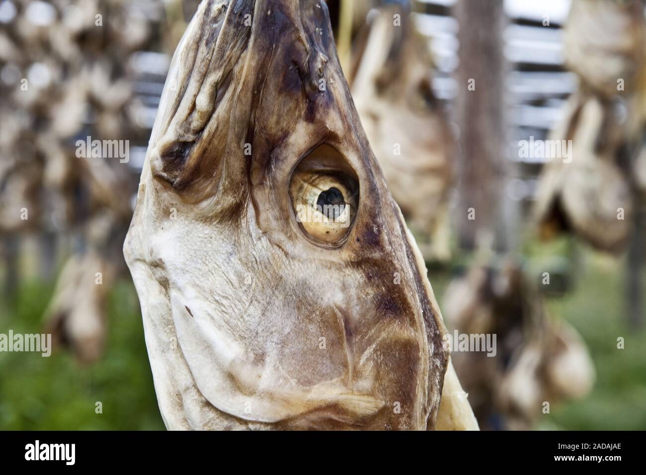 cod, Atlantic cad, codling (Gadus morhua), on a rack for drying ...