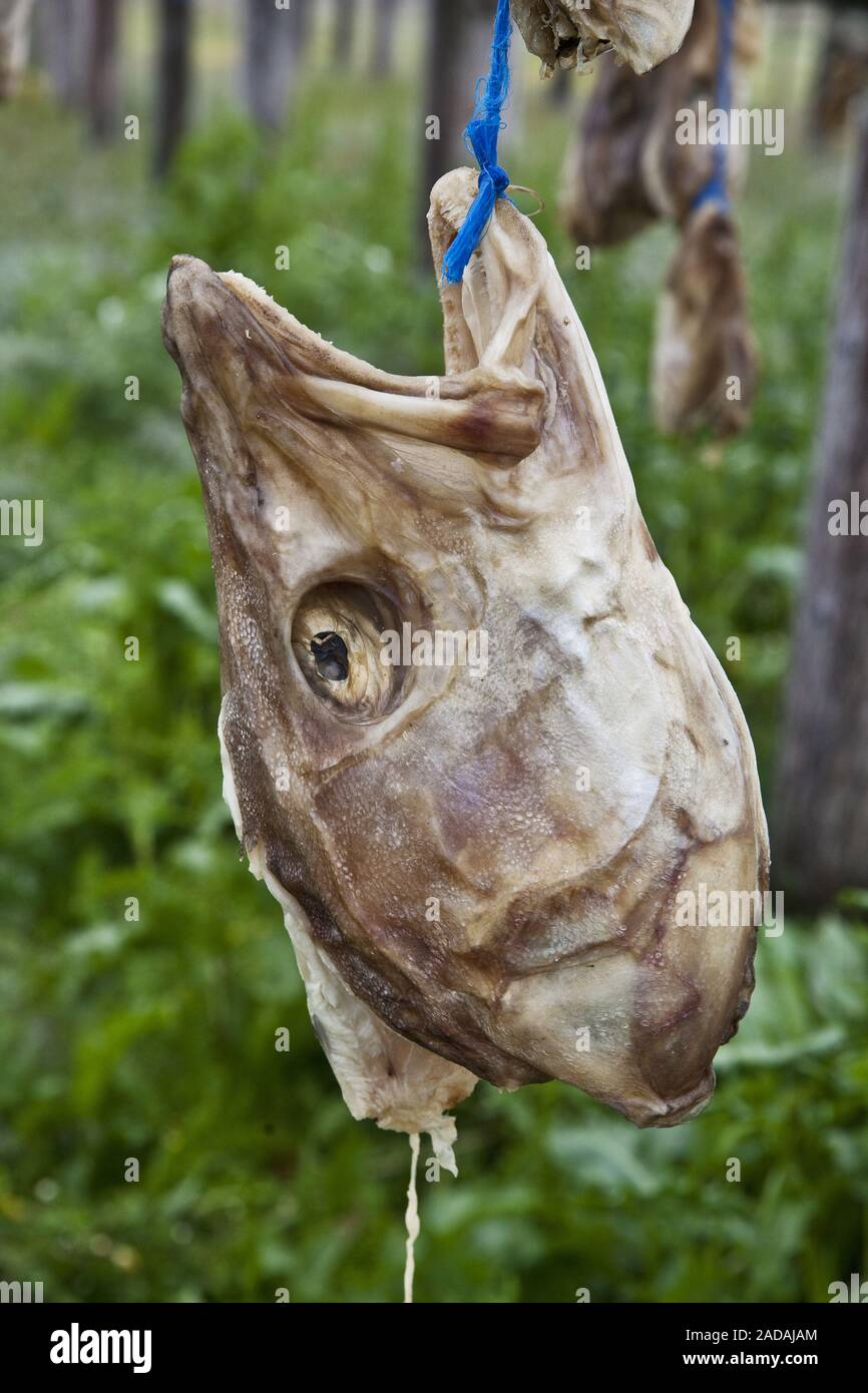 cod, Atlantic cad, codling (Gadus morhua), on a rack for drying ...