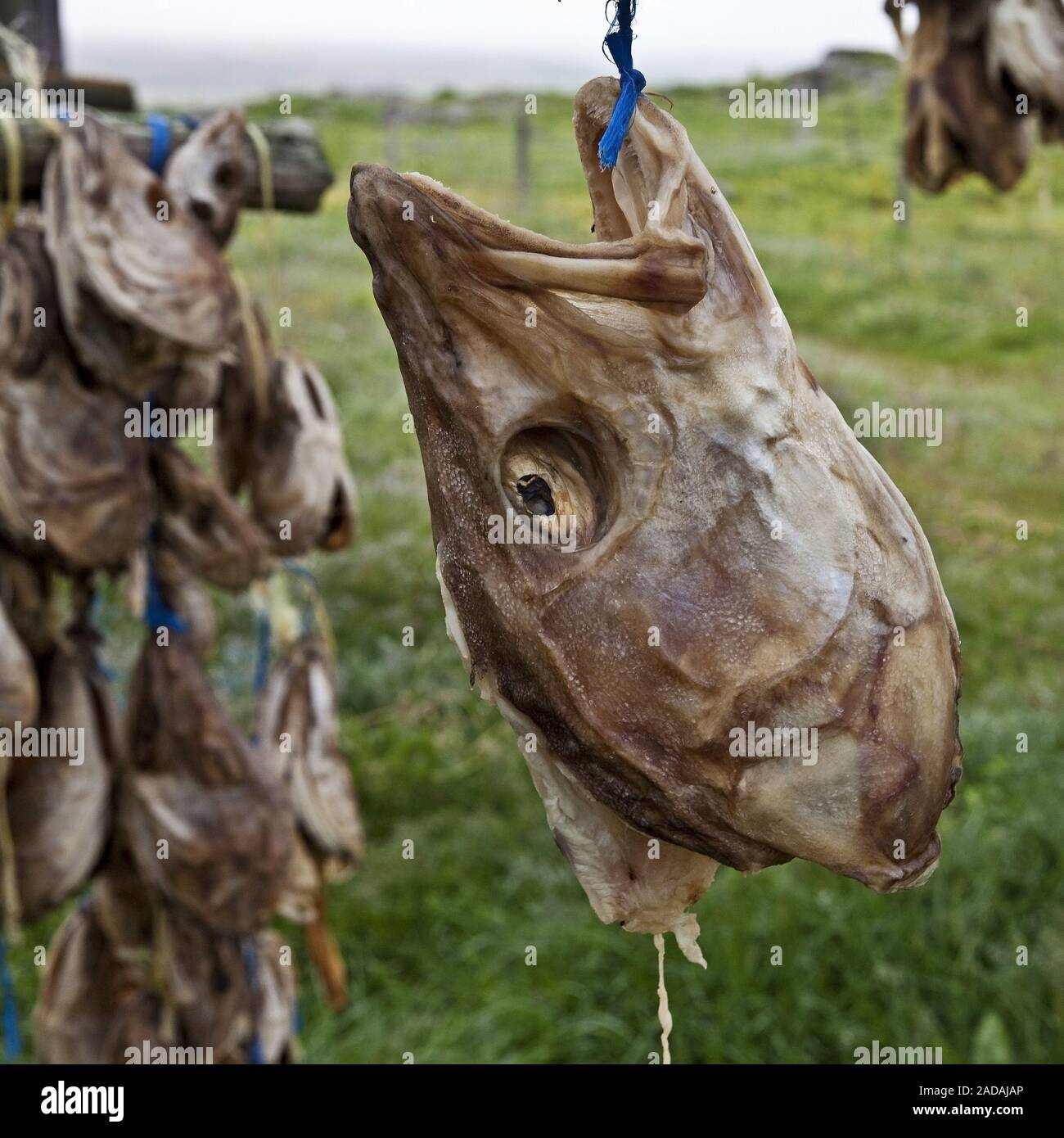 cod, Atlantic cad, codling (Gadus morhua), on a rack for drying ...