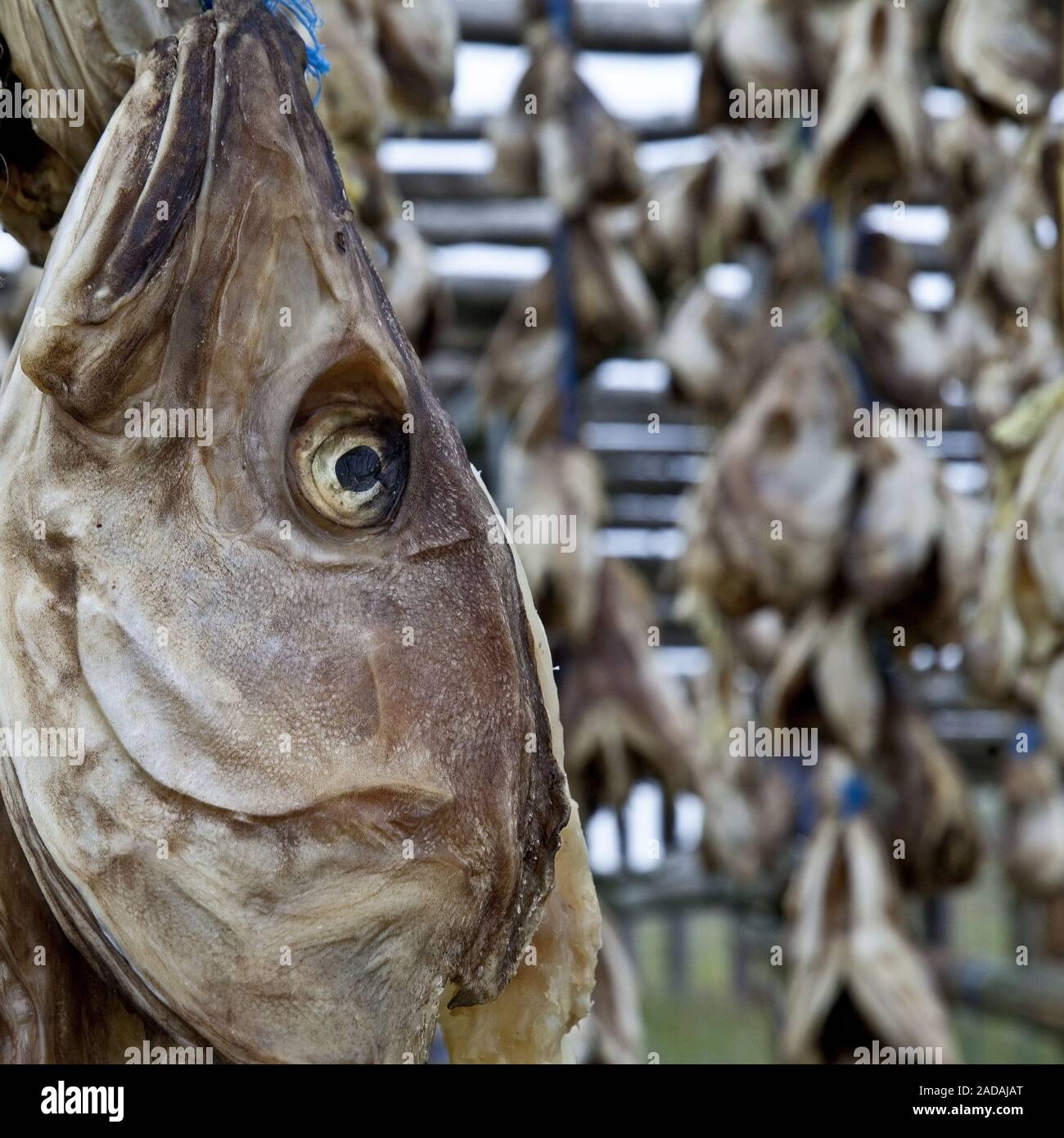 cod, Atlantic cad, codling (Gadus morhua), on a rack for drying ...
