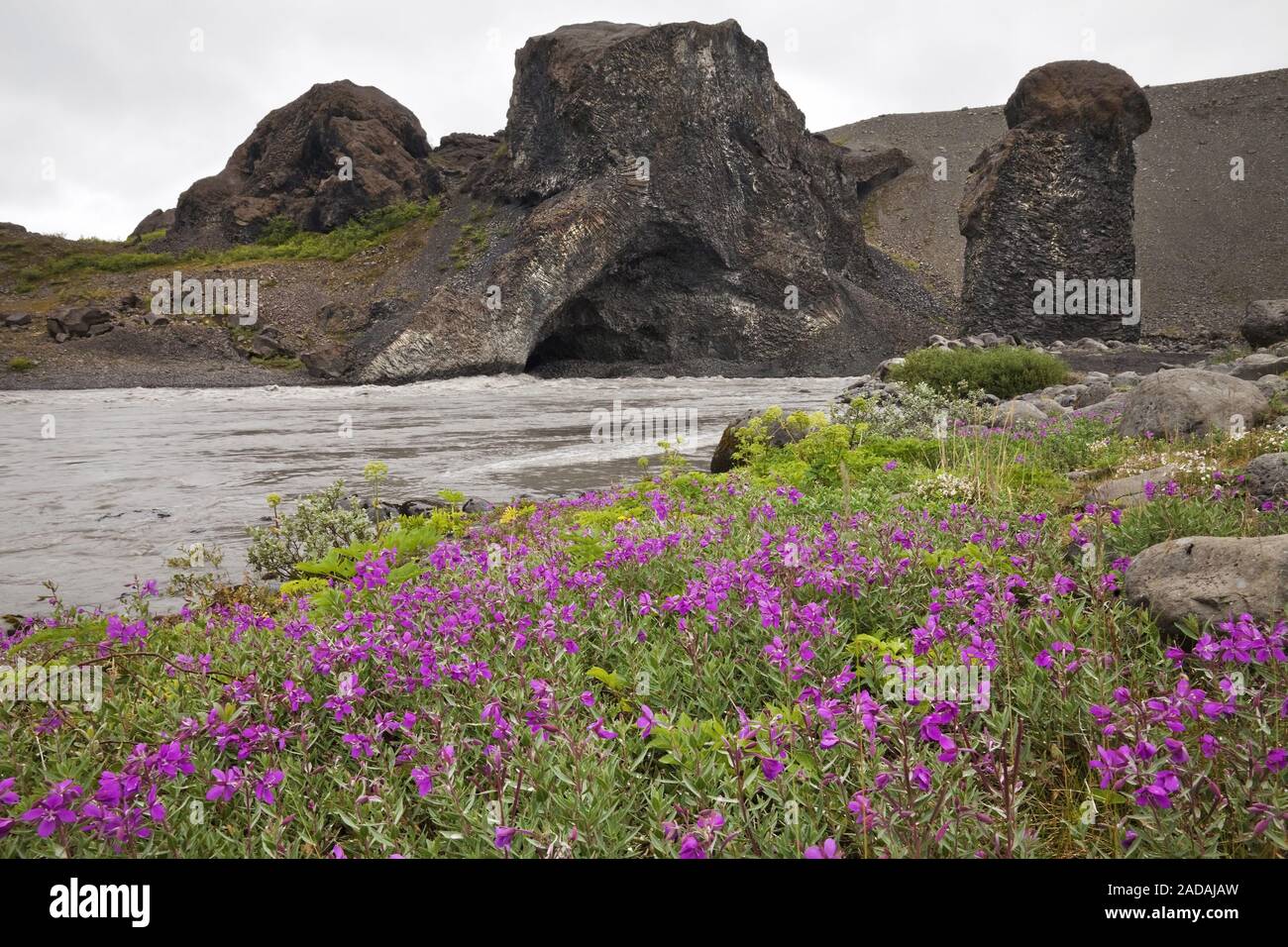 Iceland flowers hi-res stock photography and images - Alamy