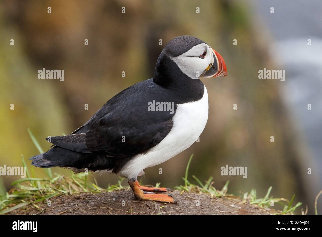 atlantic puffin, Common puffin (Fratercula arctica), standing, side ...