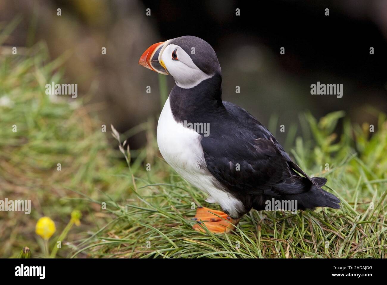 atlantic puffin, Common puffin (Fratercula arctica), standing, side ...