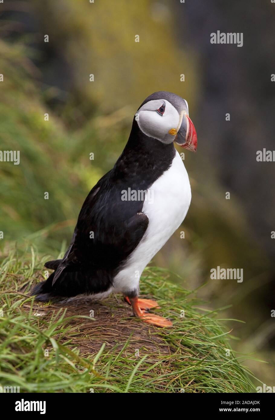 atlantic puffin, Common puffin (Fratercula arctica), standing, side ...