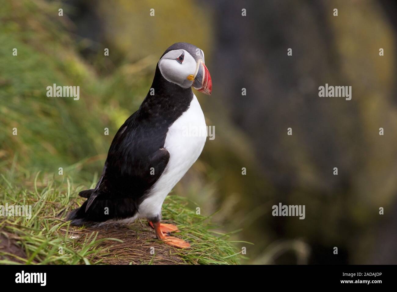 atlantic puffin, Common puffin (Fratercula arctica), standing, side ...