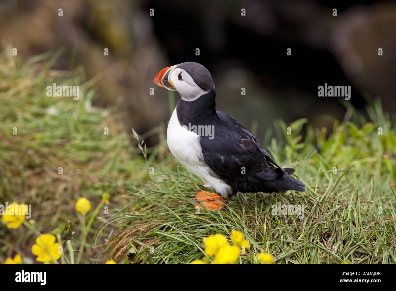 atlantic puffin, Common puffin (Fratercula arctica), standing, side ...