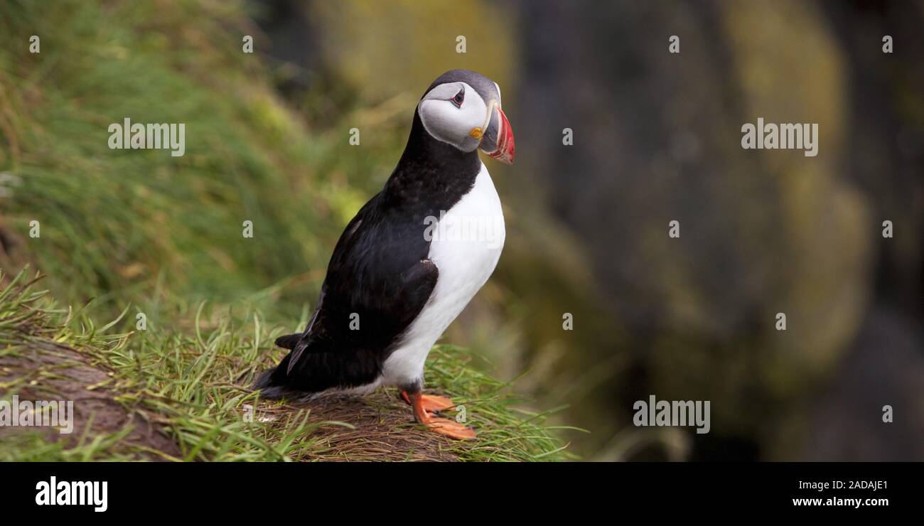 atlantic puffin, Common puffin (Fratercula arctica), standing, side ...