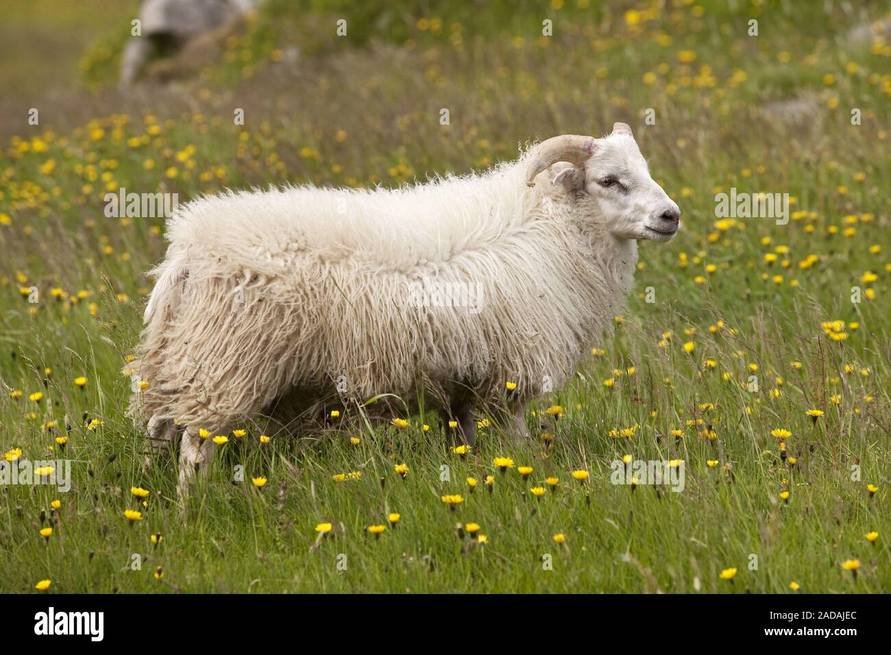 Side view sheep hi-res stock photography and images - Alamy