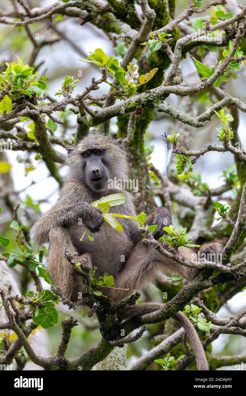 Baboon on tree hi-res stock photography and images - Alamy