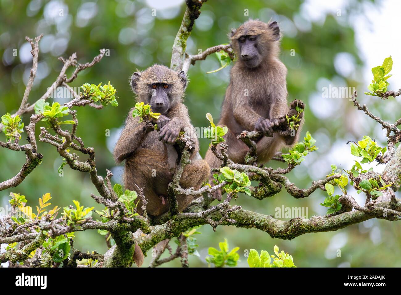 Chacma baboon sitting on tree hi-res stock photography and images - Alamy