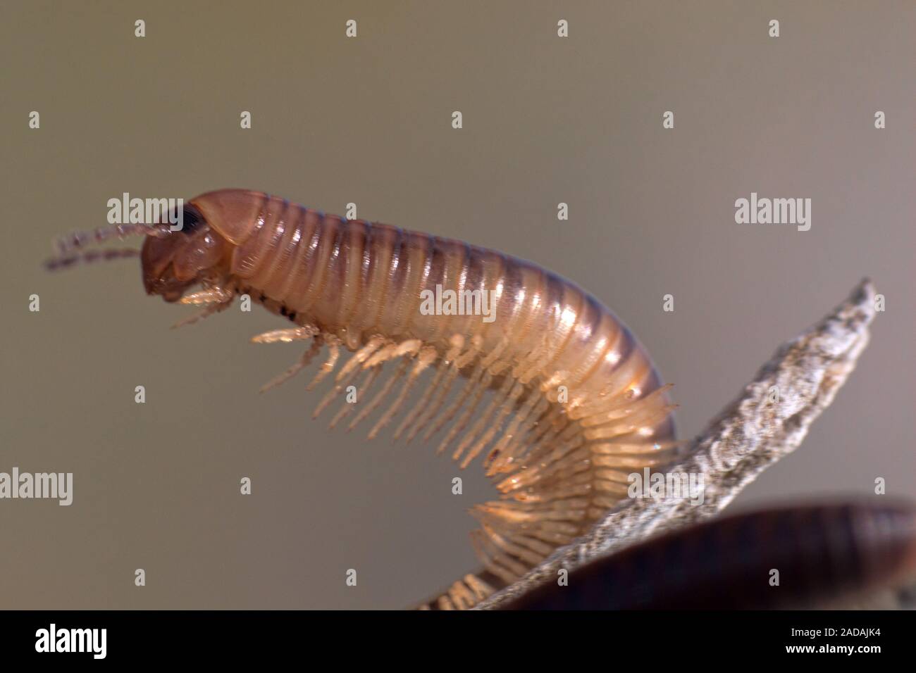 Centipede eating hi-res stock photography and images - Alamy