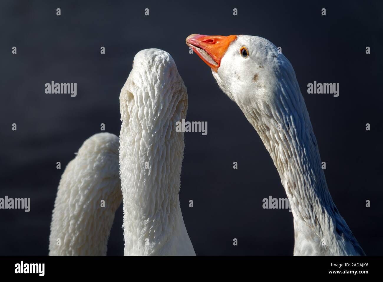Lynda goose hi-res stock photography and images - Alamy