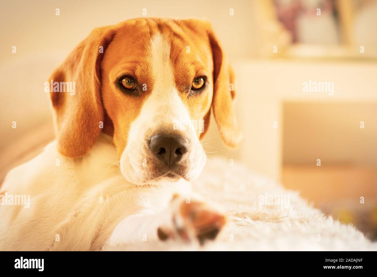 Beagle dog portrait on a couch Stock Photo - Alamy