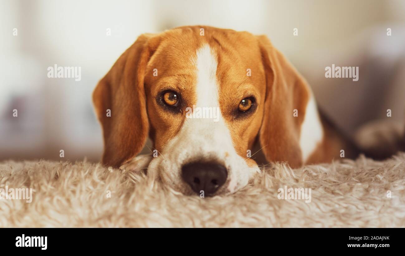 Beagle dog portrait on a couch Stock Photo - Alamy