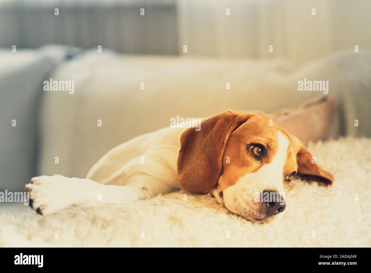 Beagle dog lie on hi-res stock photography and images - Alamy