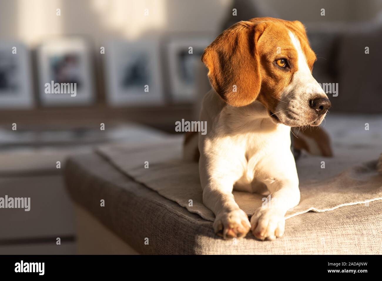 Beagle dog portrait on a couch Stock Photo - Alamy