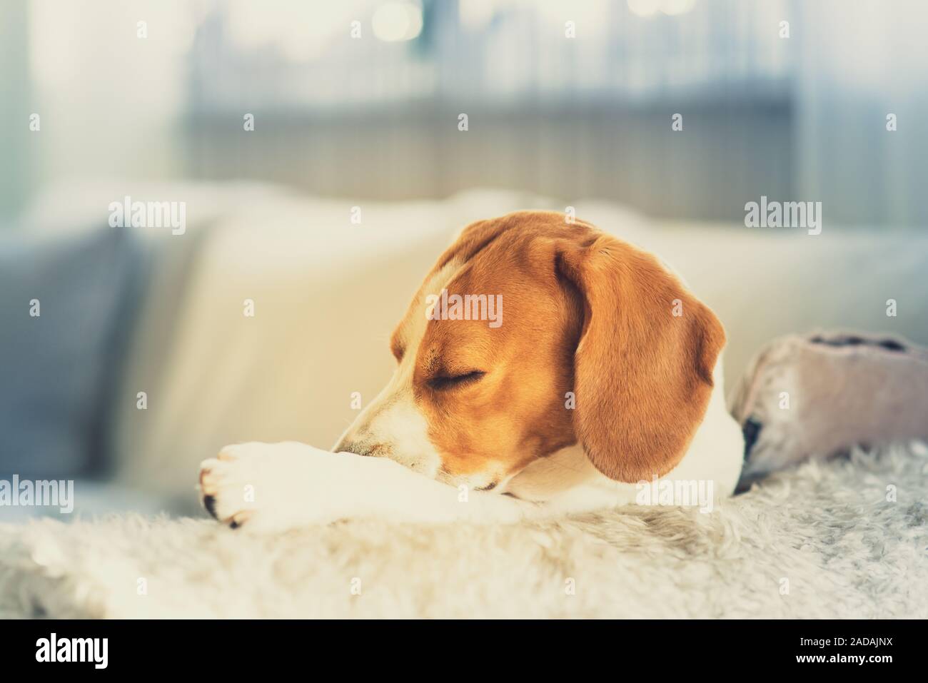 Beagle dog portrait sleeps on a couch Stock Photo - Alamy