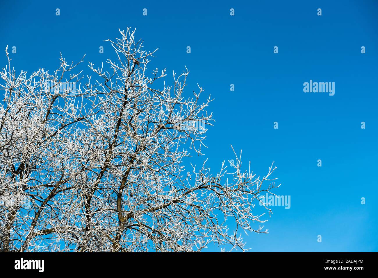 Vertical branches horizontal hi-res stock photography and images - Alamy