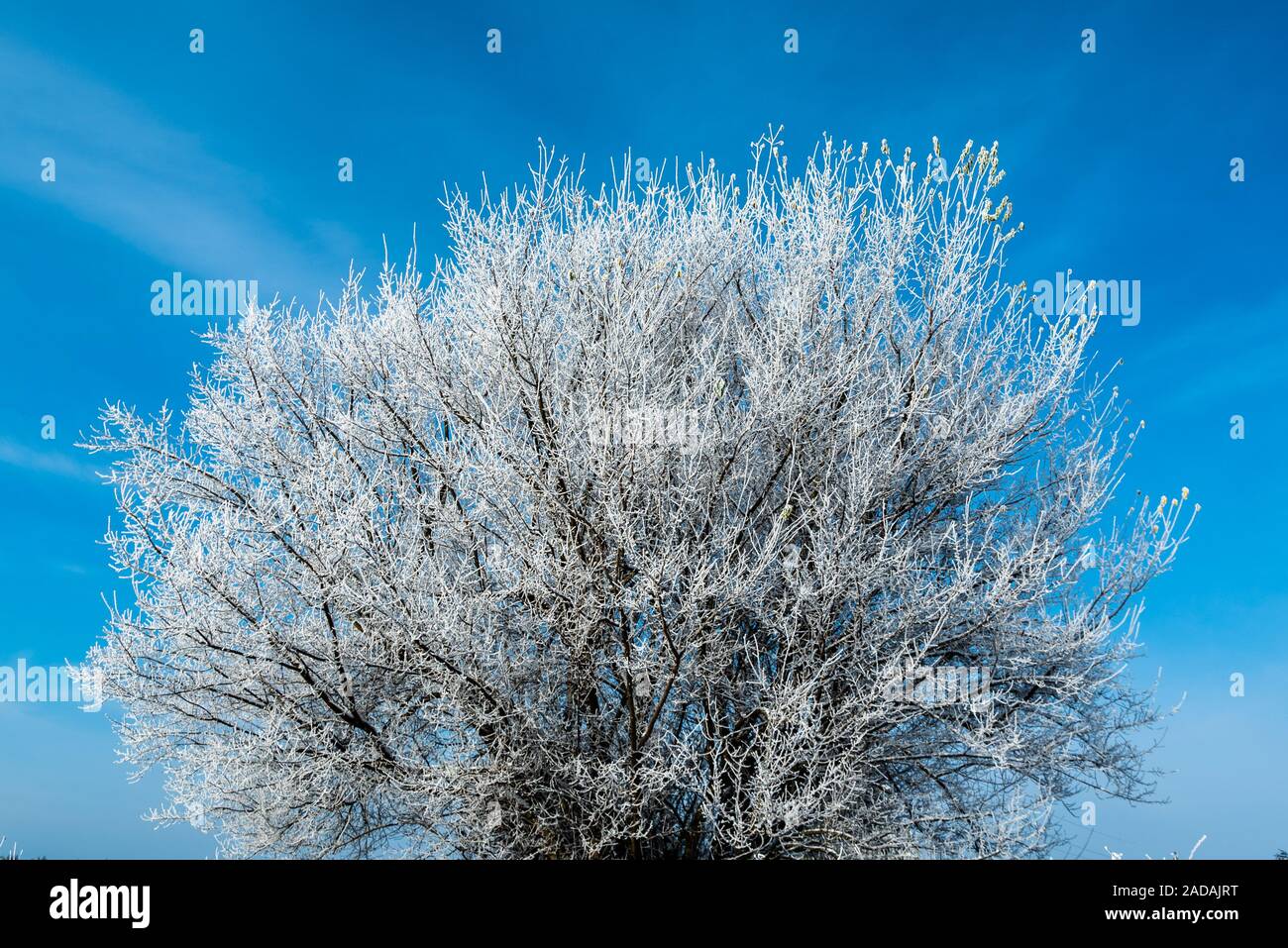 White frost on tree branches on blue sky background in winter. Frozen ...