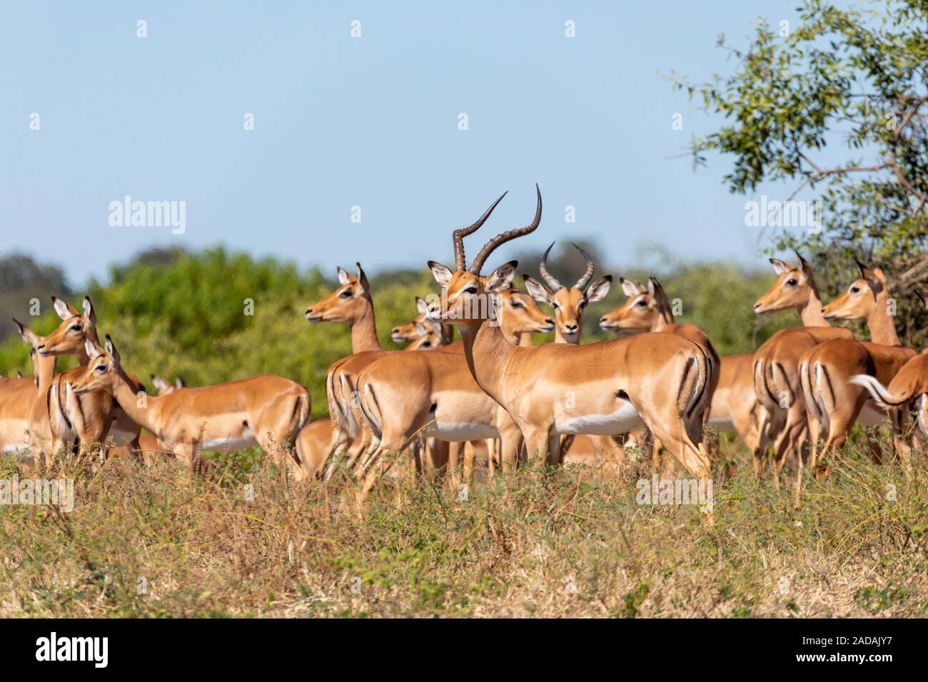 Black impala botswana hi-res stock photography and images - Alamy
