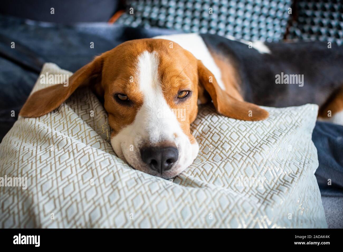 Tired beagle hi-res stock photography and images - Alamy