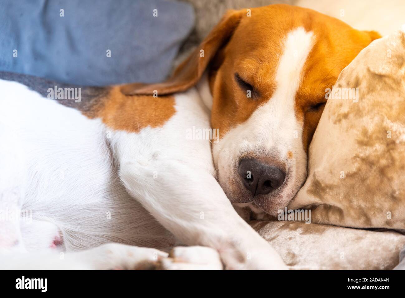 Lazy beagle hi-res stock photography and images - Alamy