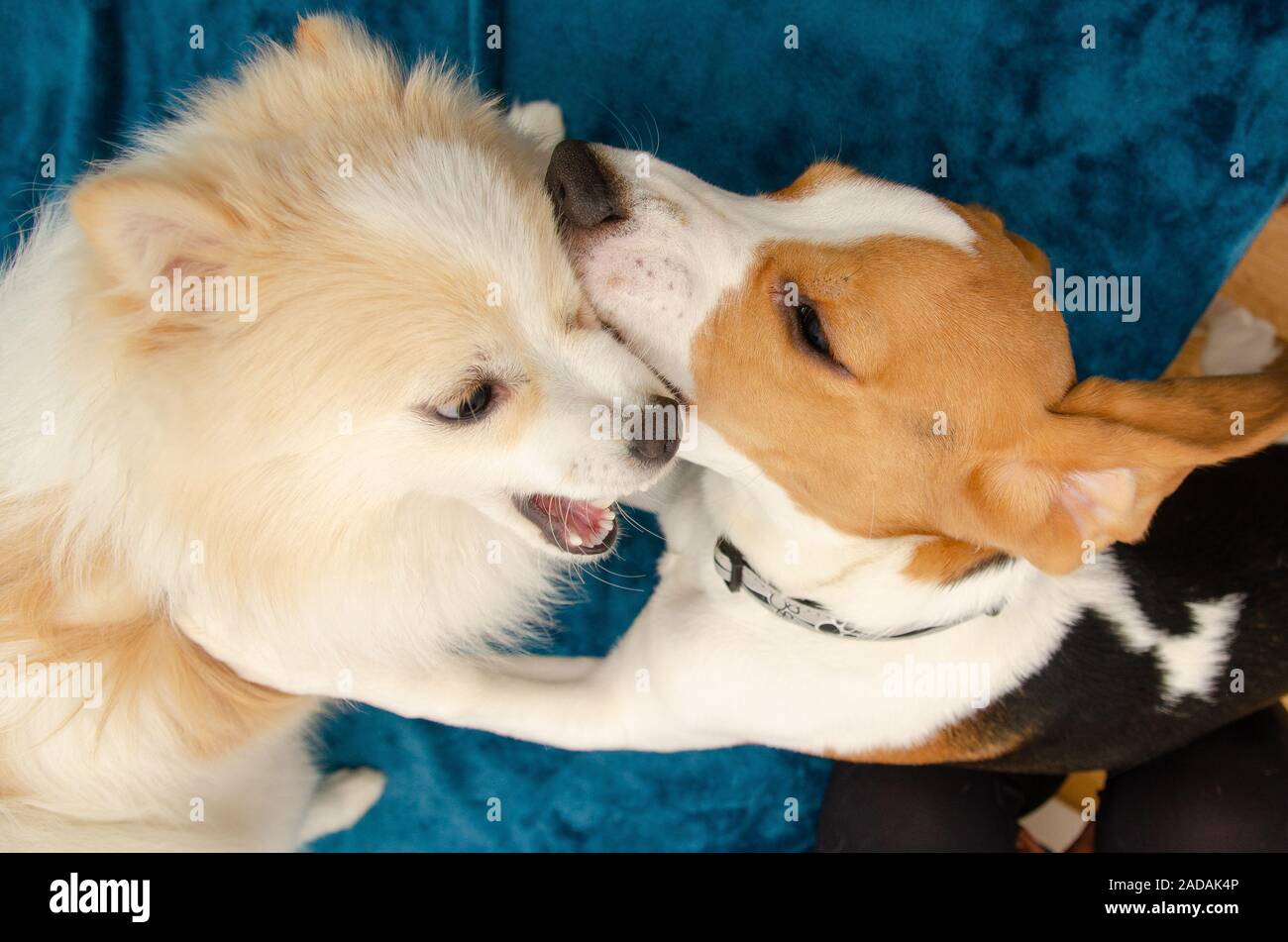 Dogs playing together indoors on a couch Stock Photo - Alamy