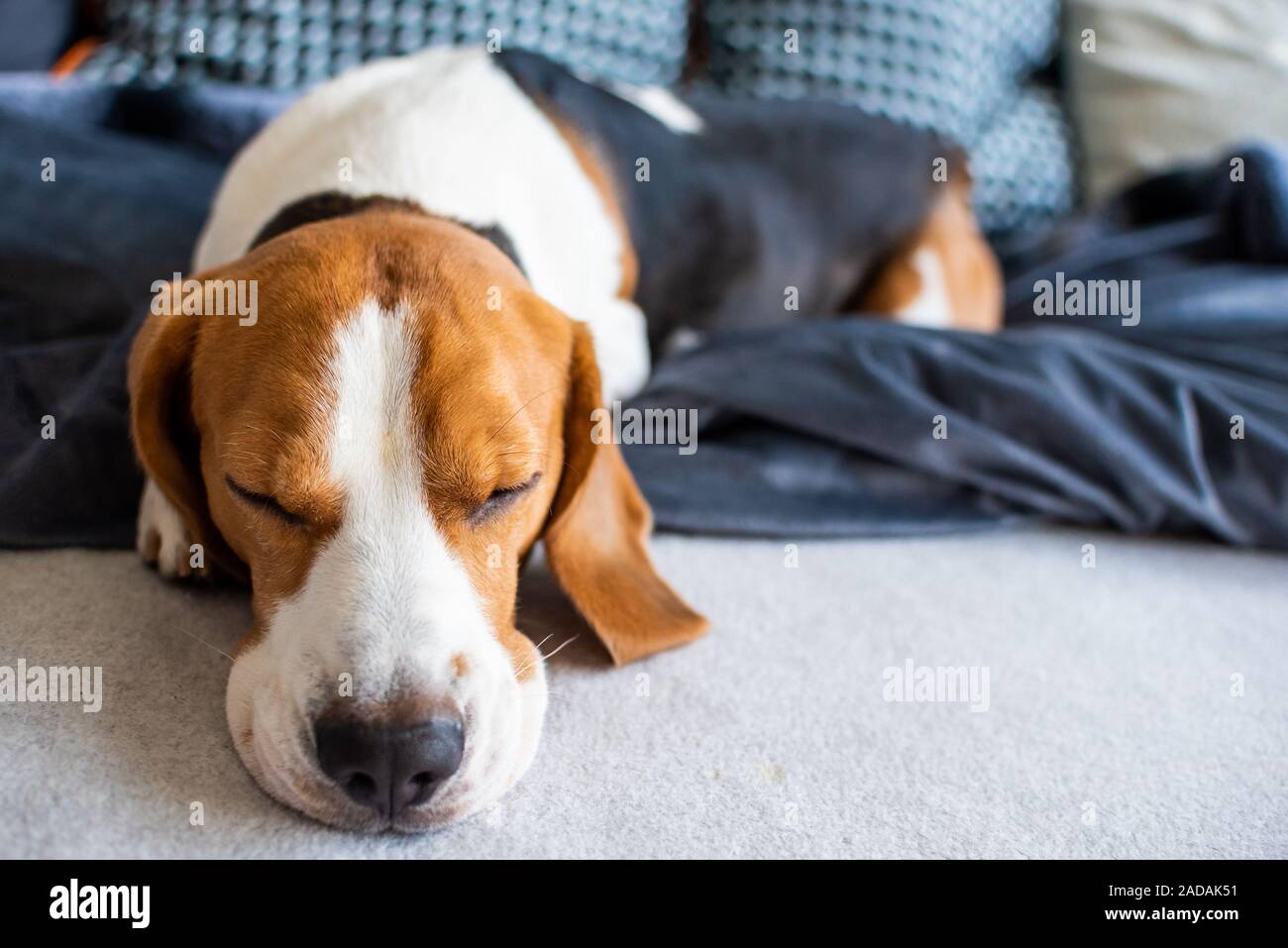Beagle dog tired sleeps on a couch Stock Photo - Alamy