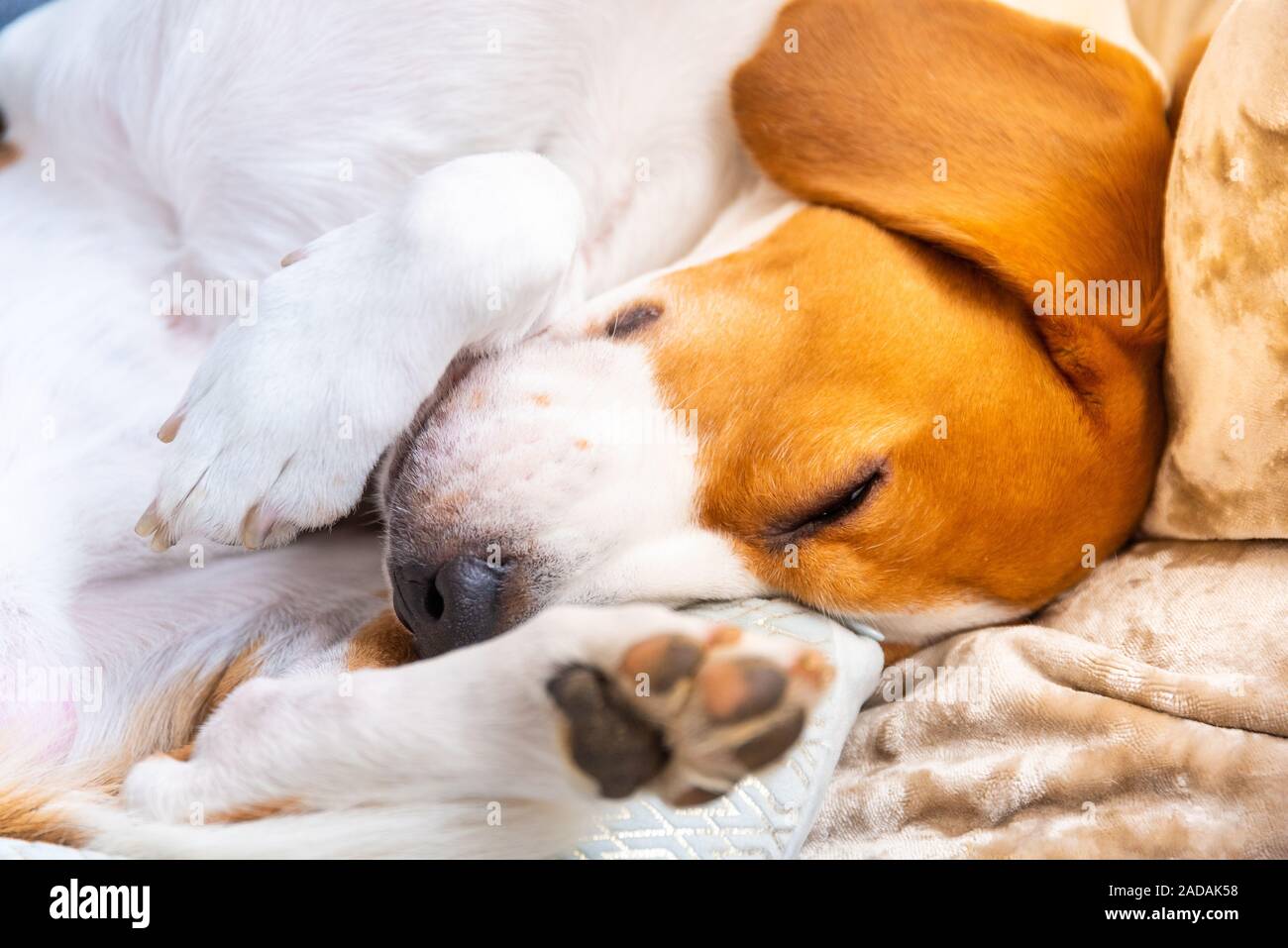 Funny pose sleep indoor dog pets home cute hi-res stock photography and ...