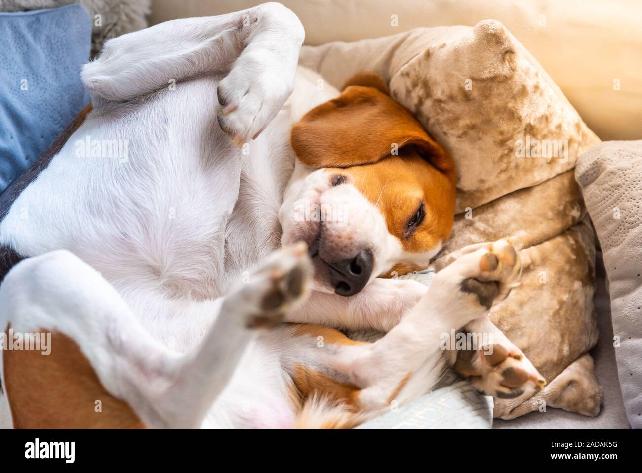 Funny dog pose hi-res stock photography and images - Alamy