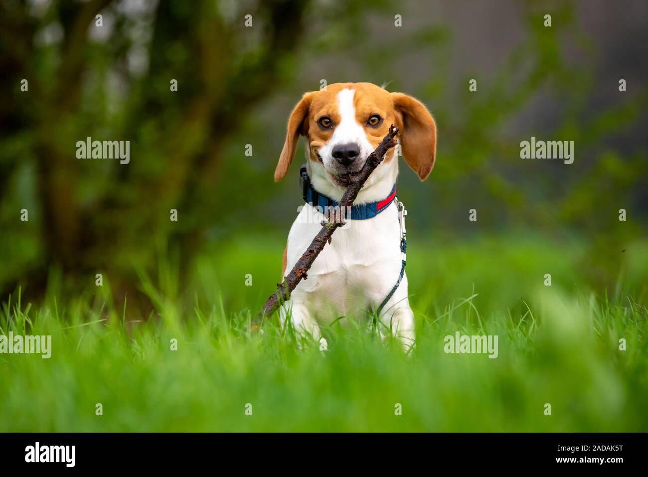 Dog Beagle running and jumping with stick through green grass field in ...