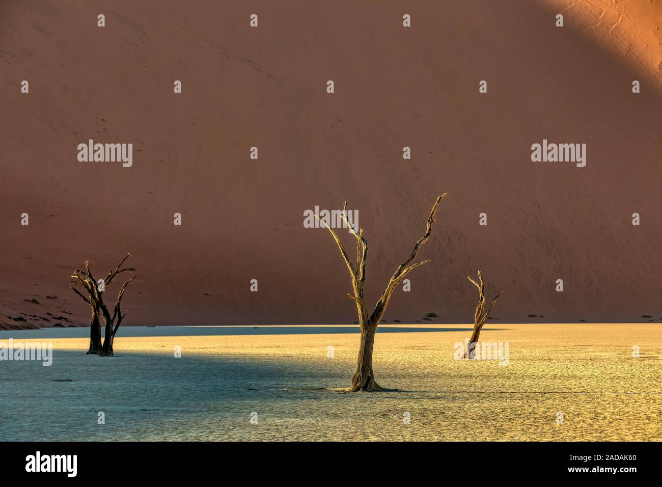 dry acacia tree in dead in Sossusvlei, Namibia Stock Photo - Alamy