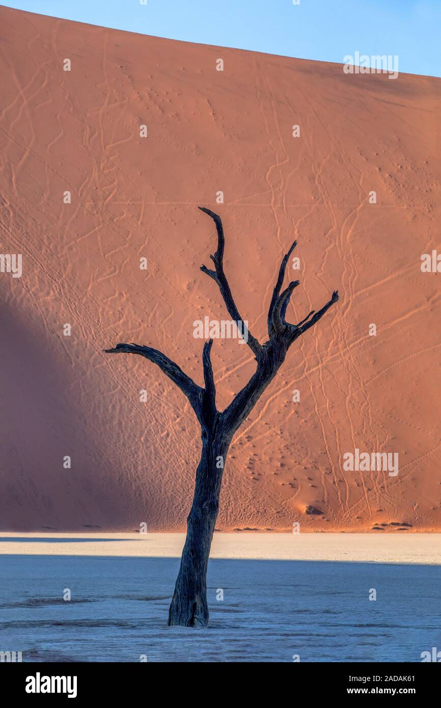 Dead acacia tree in silhouette hi-res stock photography and images - Alamy