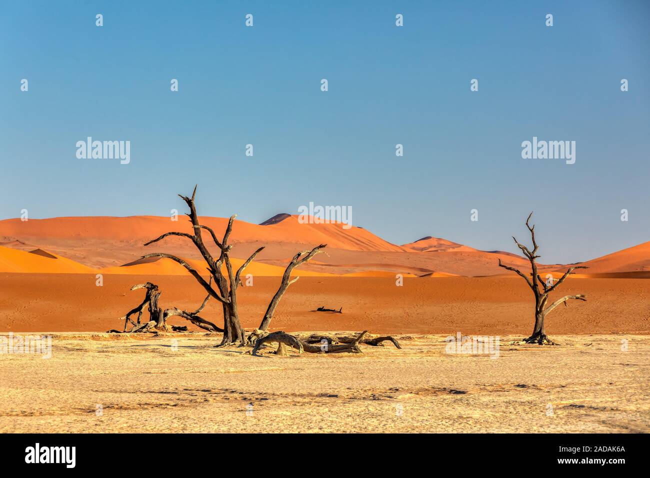 Dead acacia tree in silhouette hi-res stock photography and images - Alamy