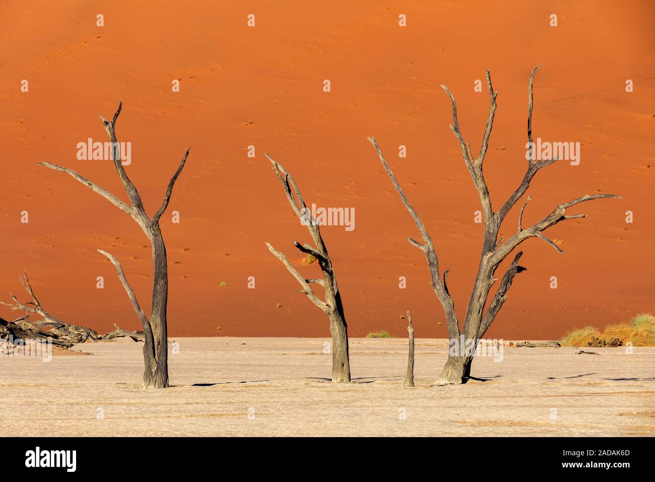 dry acacia tree in dead in Sossusvlei, Namibia Stock Photo - Alamy