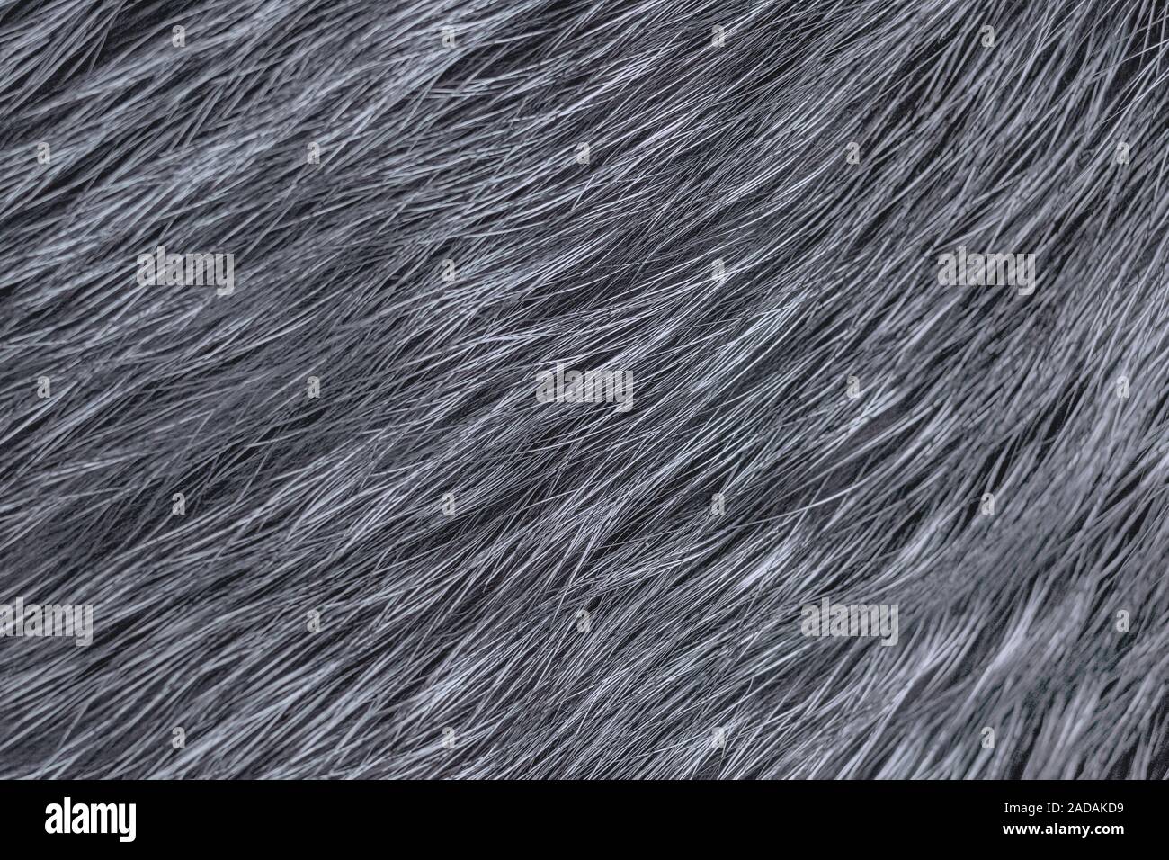 Background Fur silver fox. Close solid texture Stock Photo - Alamy