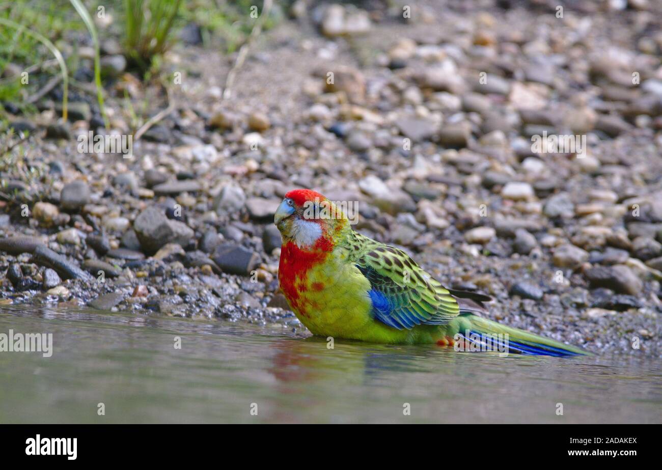 Australian rosella hi-res stock photography and images - Alamy