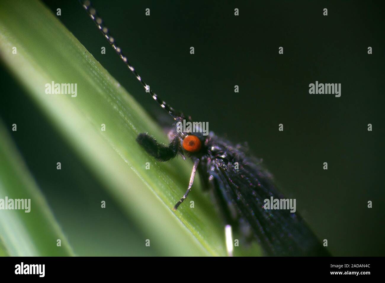 Caddis worm hi-res stock photography and images - Alamy