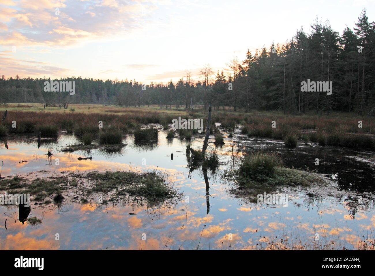 Moorteich hi-res stock photography and images - Alamy