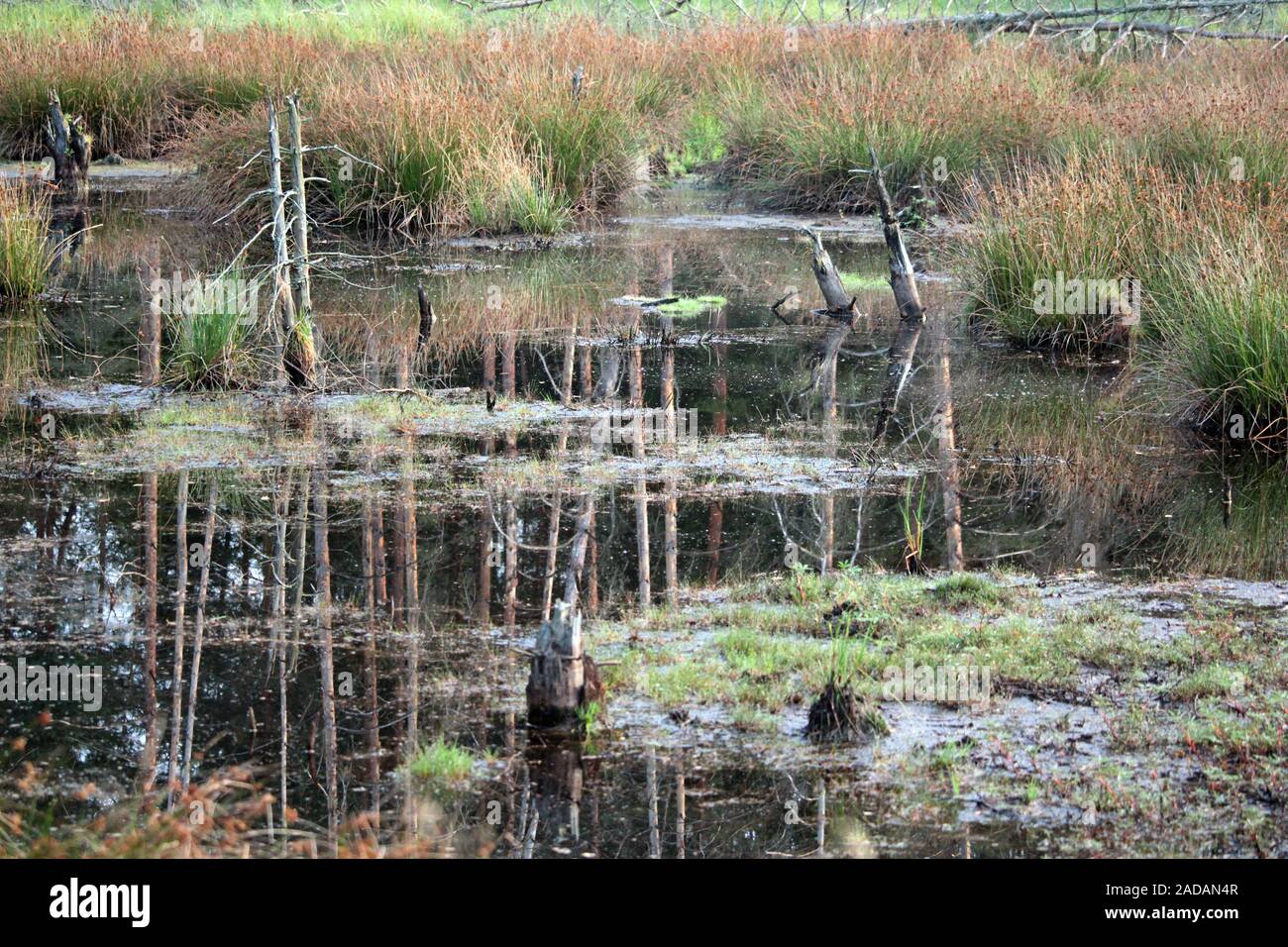 Moorteich hi-res stock photography and images - Alamy