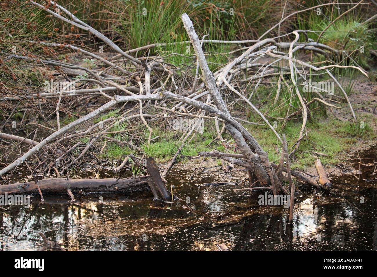 Moorteich hi-res stock photography and images - Alamy
