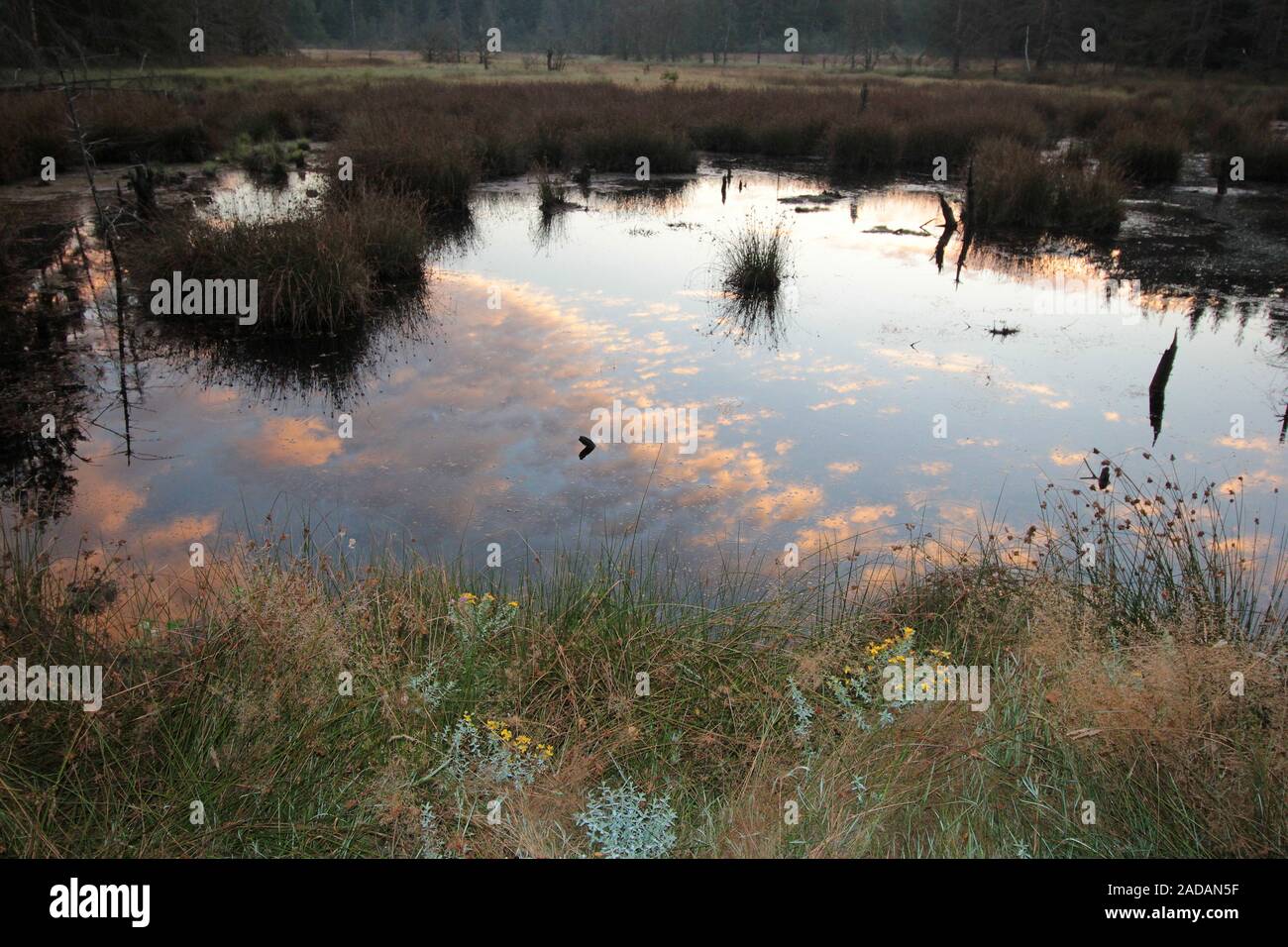 Moorteich hi-res stock photography and images - Alamy