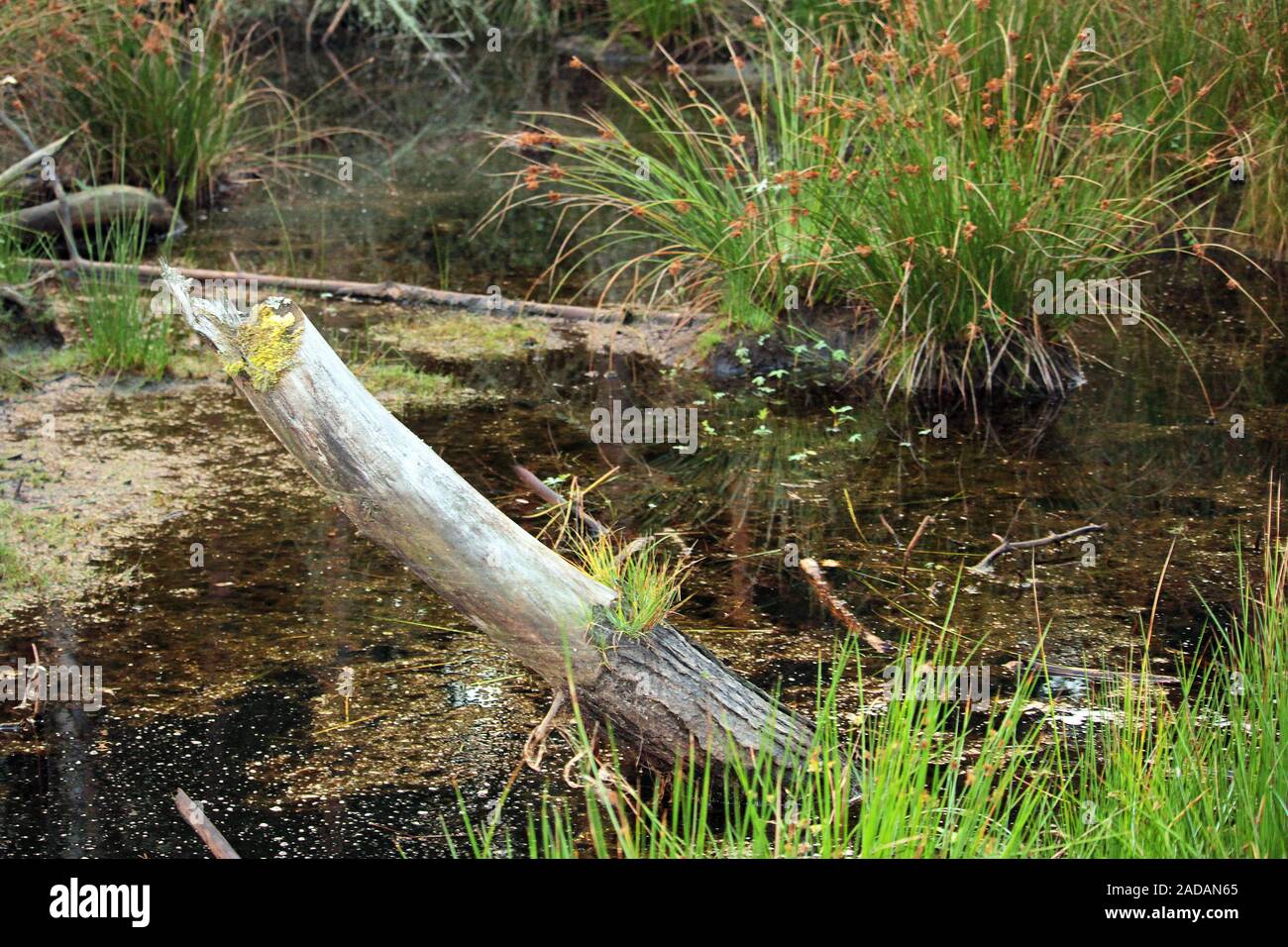 Moorteich hi-res stock photography and images - Alamy
