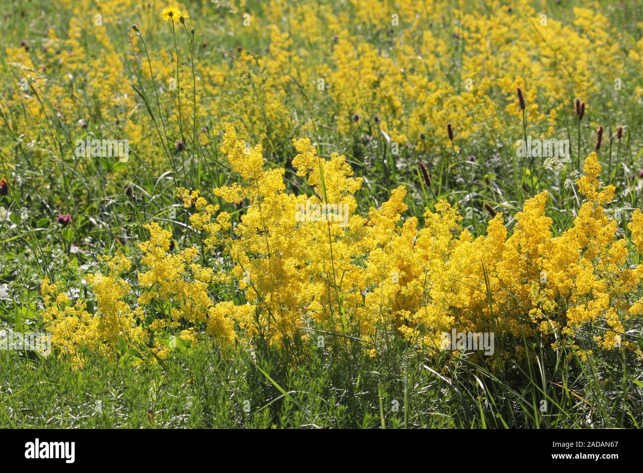 Real bedstraw hi-res stock photography and images - Alamy