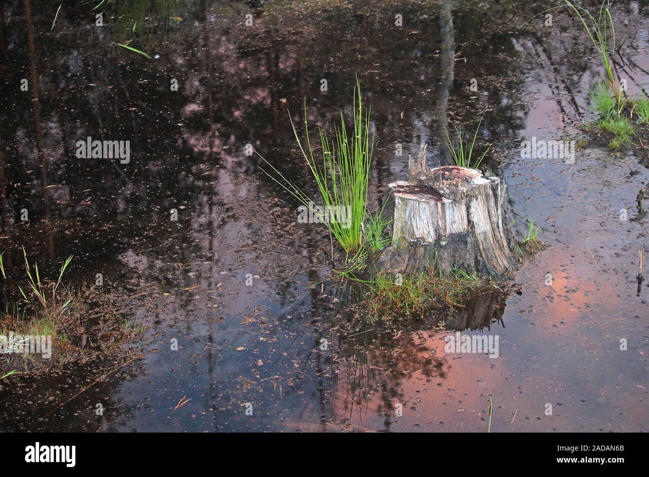 Moorteich hi-res stock photography and images - Alamy