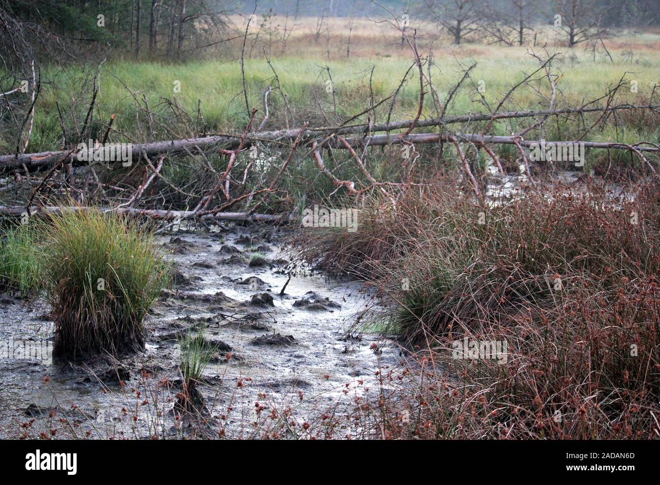 Moorteich hi-res stock photography and images - Alamy