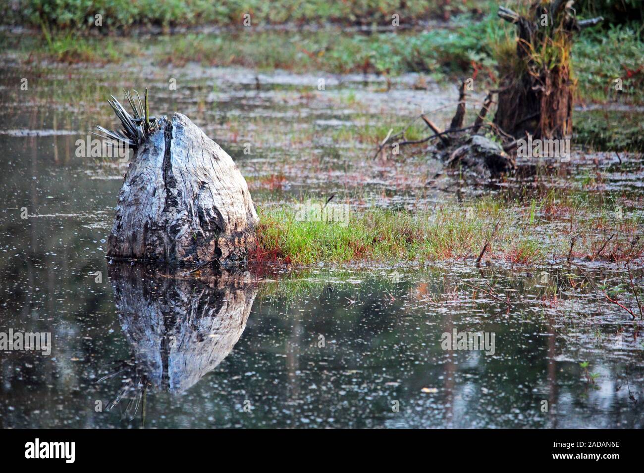 Moorteich hi-res stock photography and images - Alamy
