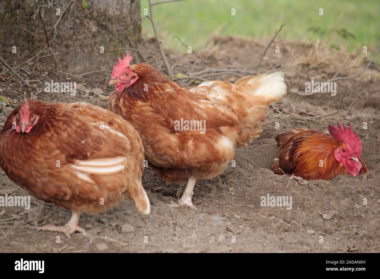 Chicken and rooster Stock Photo - Alamy